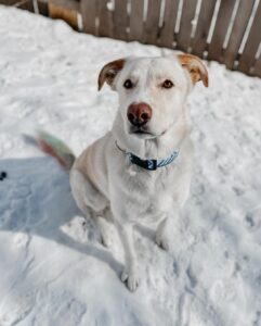 Husky Lab Mix - Your Complete Huskador Breed Guide - The Goody Pet