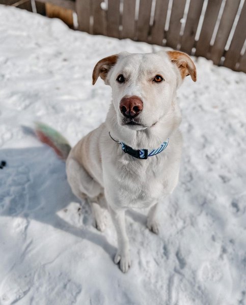 Husky Lab Mix - Your Complete Huskador Breed Guide - The Goody Pet