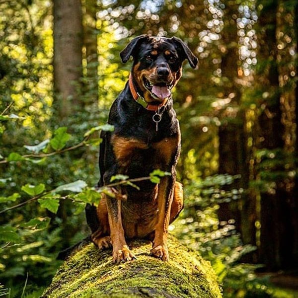 Labrador Rottweiler Mix - Your Complete Labrottie Breed Guide - The ...