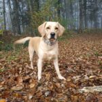 Mini Labrador - Your Complete Breed Guide To The Miniature Labrador ...