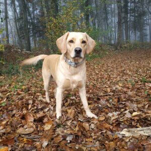 Mini Labrador - Your Complete Breed Guide To The Miniature Labrador ...