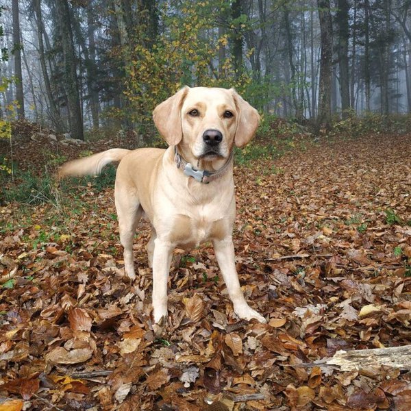 Mini Labrador - Your Complete Breed Guide To The Miniature Labrador ...