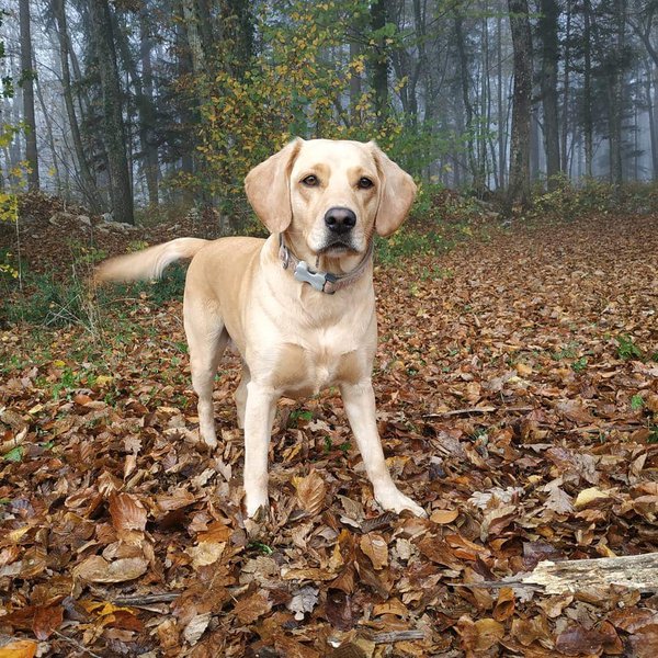 Mini Labrador - Your Complete Breed Guide To The Miniature Labrador ...