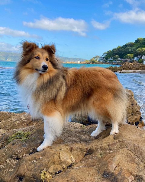 Sheltie - Your Complete Breed Guide To The Miniature Collie - The Goody Pet