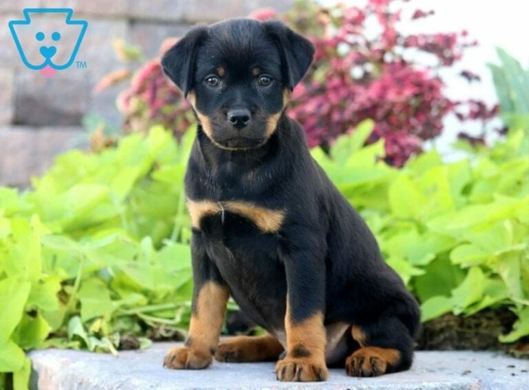 Miniature Rottweiler - Your Complete Breed Guide - The Goody Pet