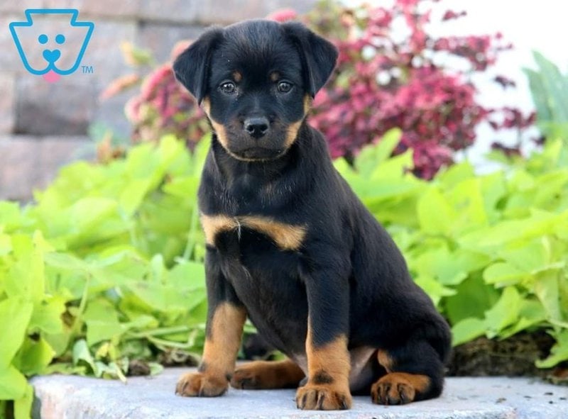 Miniature Rottweiler - Your Complete Breed Guide - The Goody Pet