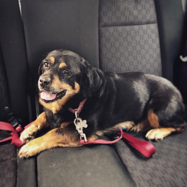Rottweiler Corgi Mix - Your Complete Breed Guide To Rottgi - The Goody Pet