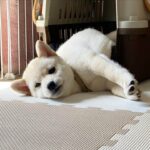 White Shiba Inu - Your Complete Breed Guide - The Goody Pet