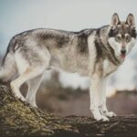 Alaskan Malamute Wolf - Your Complete Breed Guide To Wolamute - The ...
