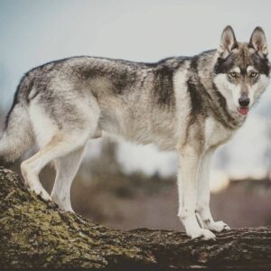 Alaskan Malamute Wolf - Your Complete Breed Guide To Wolamute - The ...