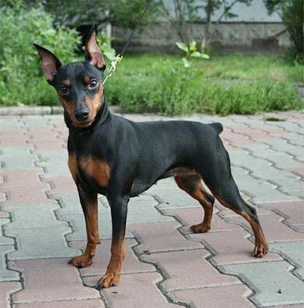 Miniature Pinscher (Min Pin) 101: Ultimate Guide + FAQs - The Goody Pet