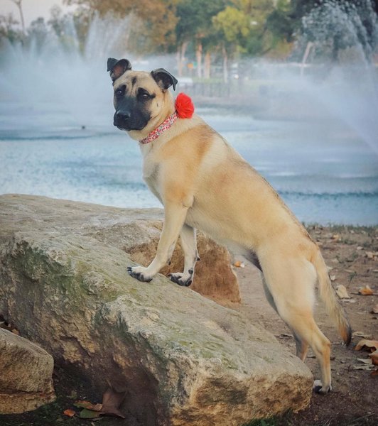 German Shepherd Pitbull Mix - Your Complete Breed Guide - The Goody Pet