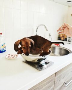 What Is A Dachshund Labrador Mix? Dachsador Information You Should Know ...
