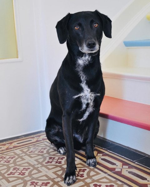 Labrador Pointer Mix - Your Complete Breed Guide - The Goody Pet