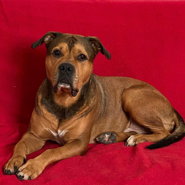 Pitbull Rottweiler Mix - Your Complete Pitweiler Breed Guide - The ...