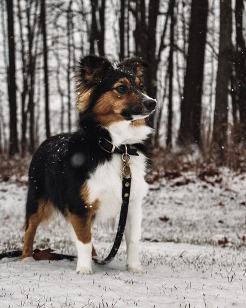 Australian Shepherd Corgi Mix - Your Complete Breed Guide To The Auggie ...