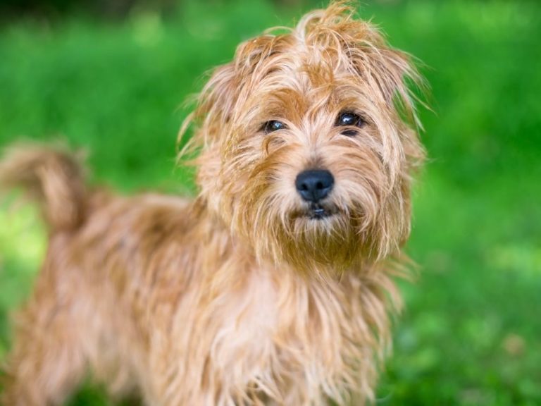 How Can I Identify A Mixed Breed Dog Accurately? - The Goody Pet