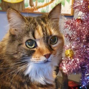 How To Determine Your Cat's Breed - Purebreds VS Mixed Breeds - The ...