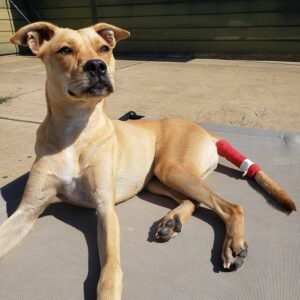 Can Dogs Break Their Tails? Insights To Understanding Tail Trauma - The ...