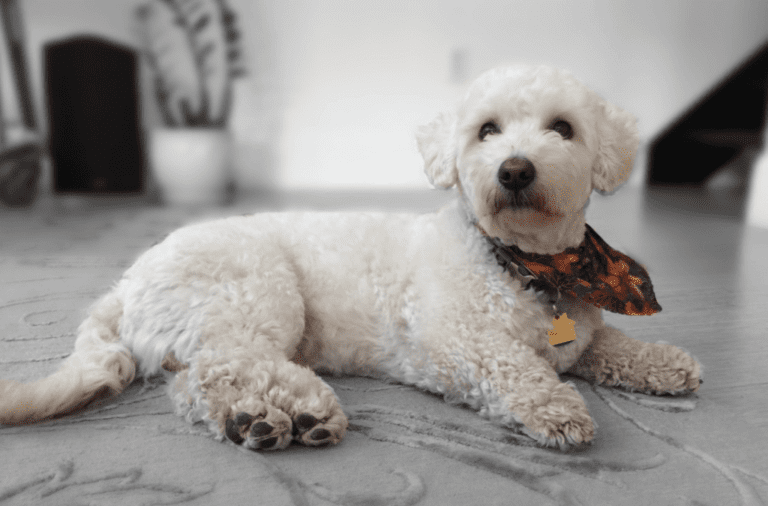 Can Dogs Take Xanax? Is It A Good Idea? - The Goody Pet