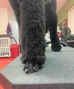 Poodle Grooming - A Complete Guide To Properly Groom Poodles - The ...