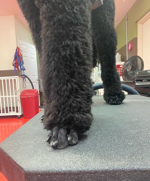 Poodle Grooming - A Complete Guide To Properly Groom Poodles - The ...