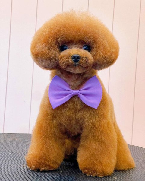 Poodle Grooming - A Complete Guide To Properly Groom Poodles - The ...