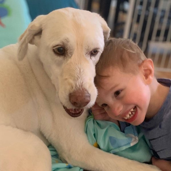 Husky Poodle Mix - Your Complete Breed Guide To The Siberpoo - The ...