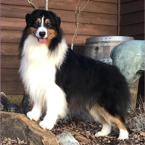 Do Australian Shepherds Shed? A Guide To Shedding & Grooming - The ...