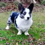 Cardigan Welsh Corgi Breed Information - Profile, Facts & Traits - The ...
