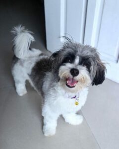 Shih Tzu Bichon Frise Mix - Your Complete Guide To Shichon, The Teddy ...