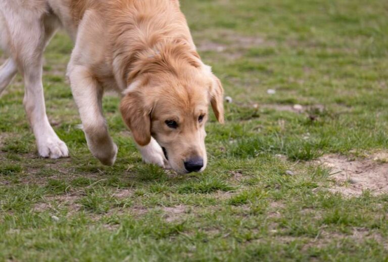 How Far Can Dogs Smell? Behold The Power Of A Dog's Nose - The Goody Pet