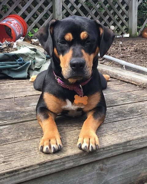 Miniature Rottweiler - Your Complete Breed Guide - The Goody Pet