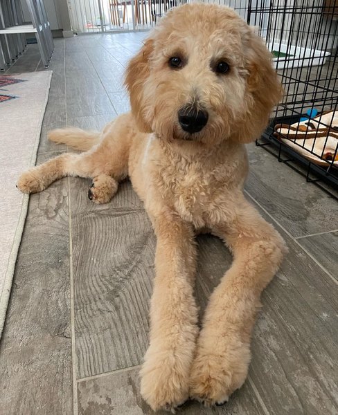 Multigen Goldendoodles - Your Complete Breed Guide - The Goody Pet