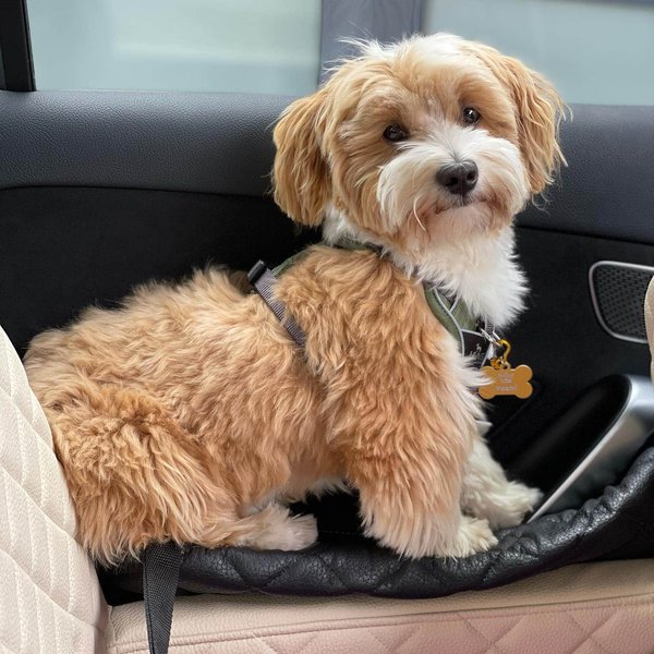Havanese Dog 101: Ultimate Guide + FAQs - The Goody Pet Havanese Dog 101: Ultimate Guide + FAQs - The Goody Pet