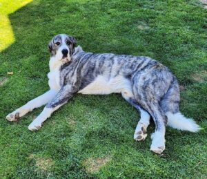 Alentejo Mastiff - Your Complete Breed Guide To Rafeiro Do Alentejo ...