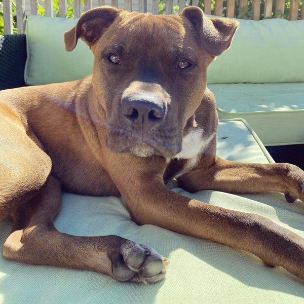 Pitbull Cane Corso Mix - Your Complete Breed Guide - The Goody Pet