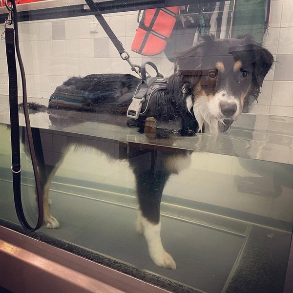 Labrador Australian Shepherd Mix - Your Complete Aussiedor Breed Guide ...