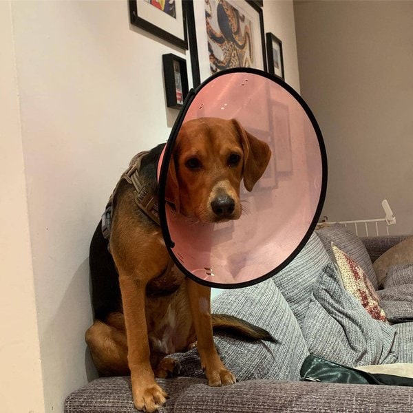 Labrador Beagle Mix - Your Complete Beagador Guide - The Goody Pet