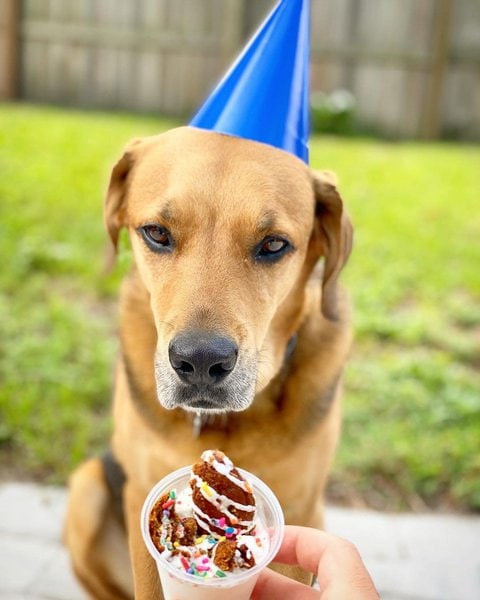 German Shepherd Beagle Mix - Your Complete Breed Guide - The Goody Pet