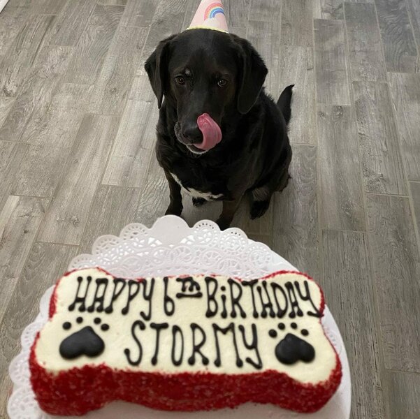 Black Labrador - Your Complete Breed Guide - The Goody Pet