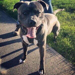 Blue American Bulldog - Your Complete Breed Guide - The Goody Pet