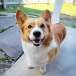 Corgi Lifespan - How Long Do The Different Corgis Live? - The Goody Pet