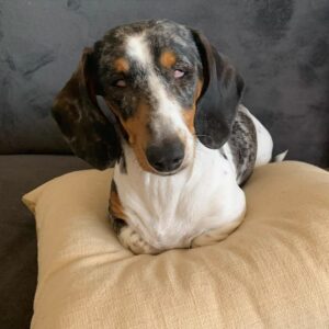 What Is A Double Dapple Dachshund & Their Serious Health Concerns - The ...