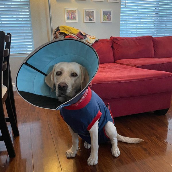 English Labrador - Your Complete Breed Guide - The Goody Pet