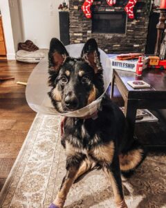 German Shepherd Collie Mix - Your Complete Shollie Breed Guide - The ...