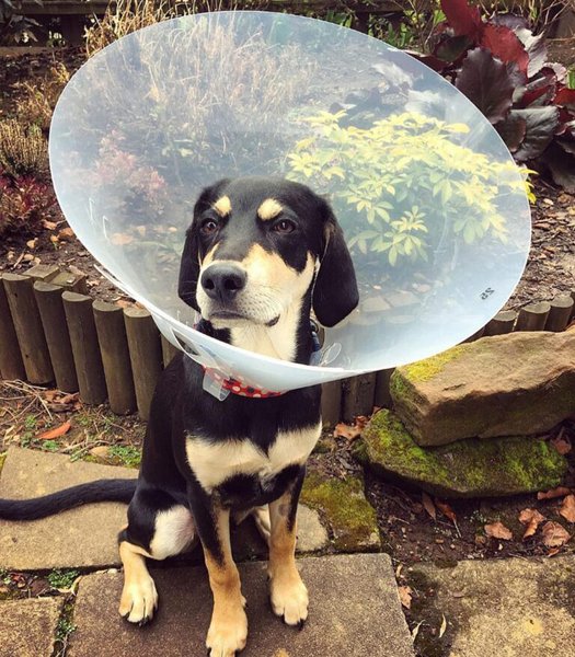 Labrador Hound Mix - Your Complete Breed Guide - The Goody Pet