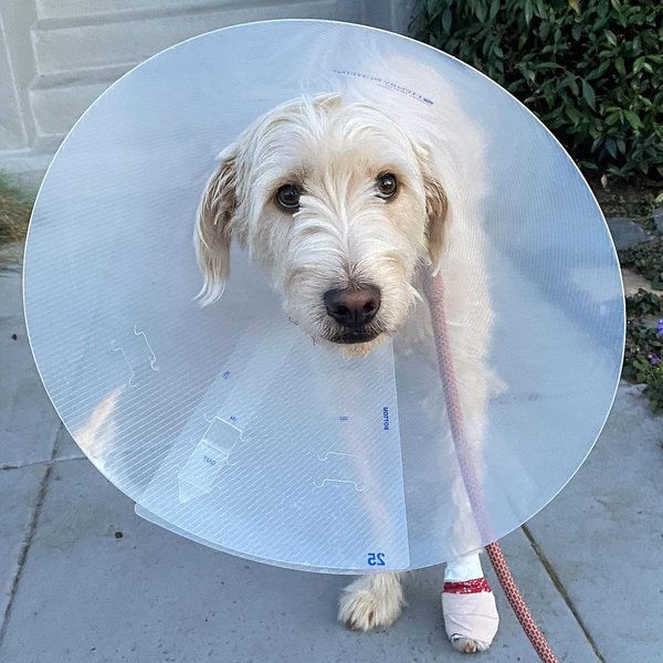 Labrador Terrier Mix - Your Complete Breed Guide - The Goody Pet