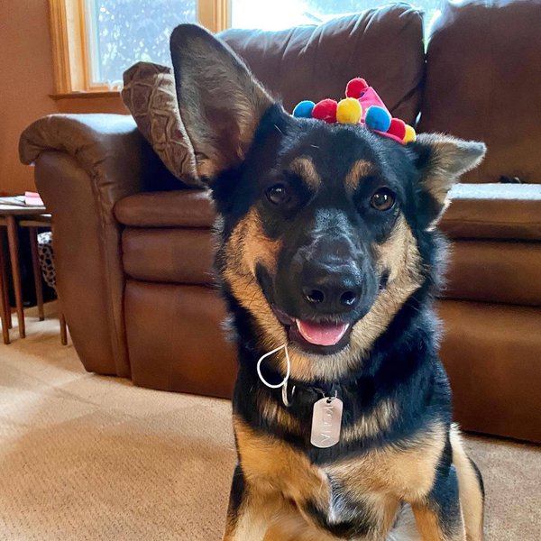 Miniature German Shepherd - Your Complete Breed Guide - The Goody Pet