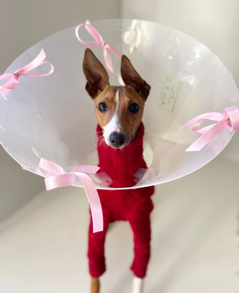 Mini Greyhound - Your Complete Breed Guide To The Italian Greyhound ...